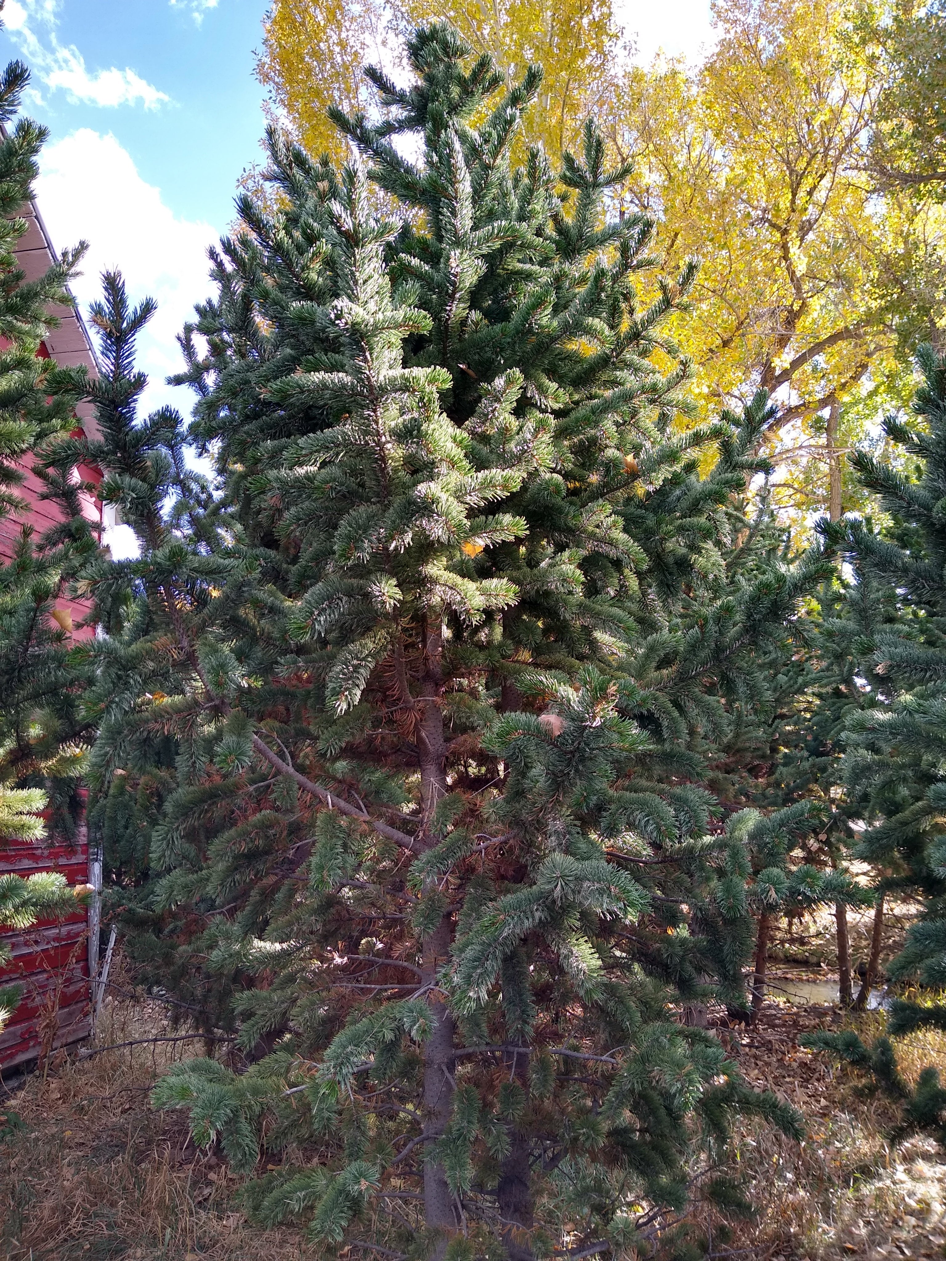 Bristlecone Pine | True Spruce Tree Farm, LLC (formerly Cold Creek Tree ...