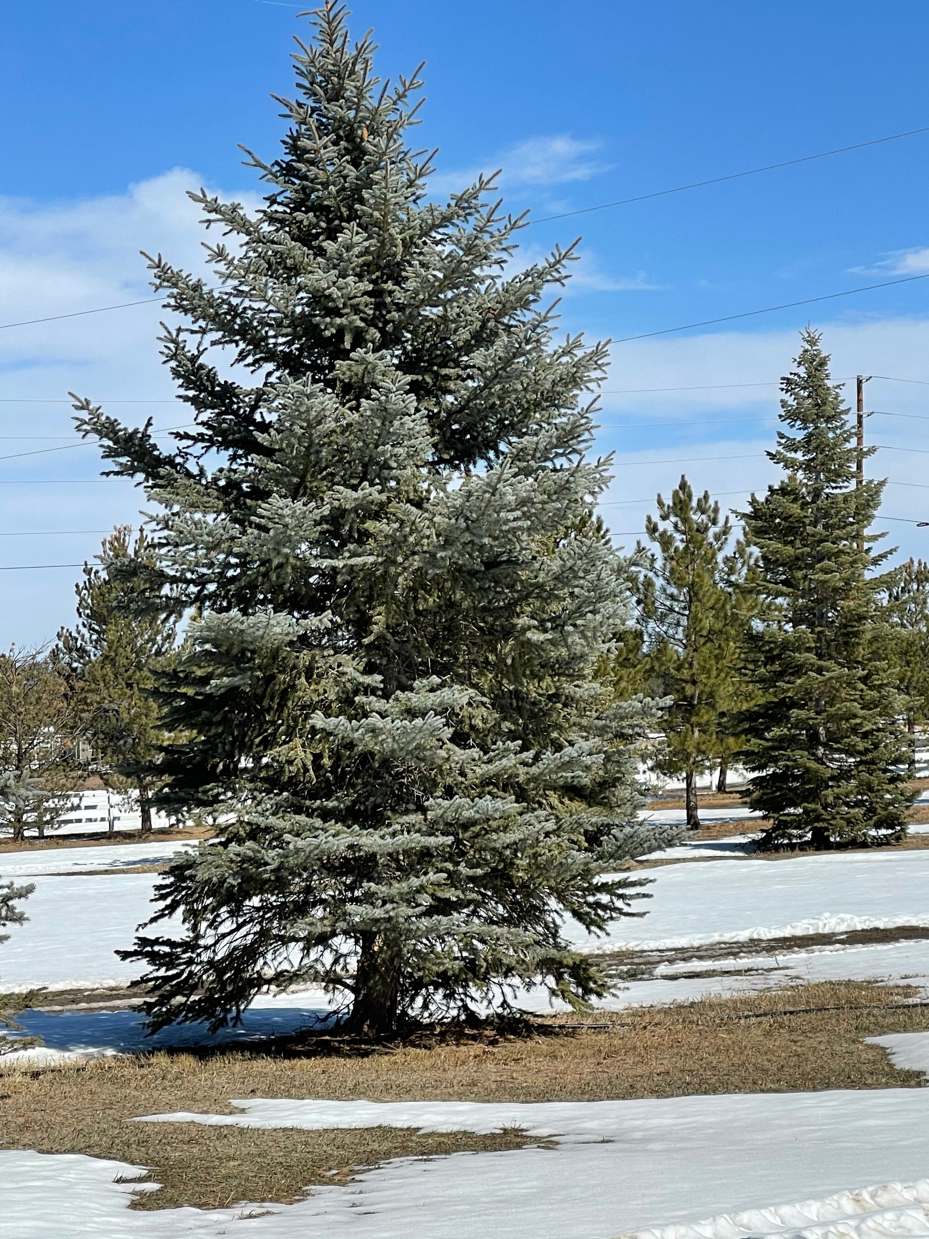 Blue Spruce | True Spruce Tree Farm, LLC (formerly Cold Creek Tree Farm)