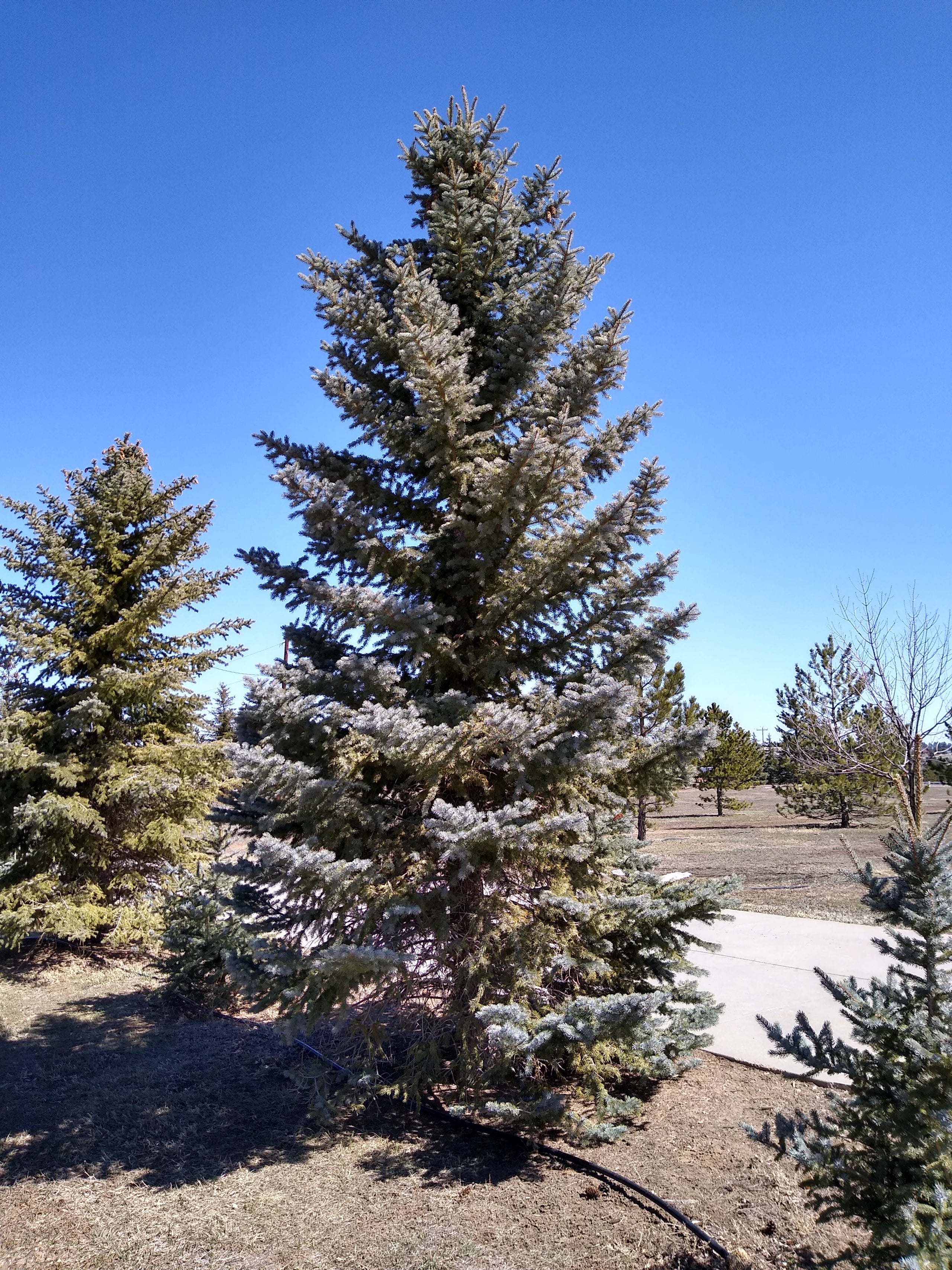 Baby Blue Eyes Blue Spruce | True Spruce Tree Farm, LLC (formerly Cold ...